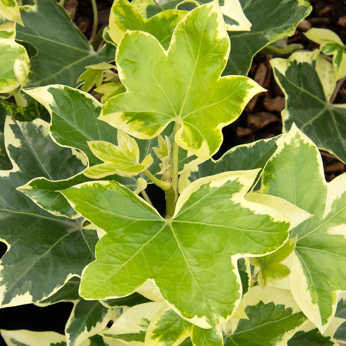 Fatshedera Lizei Angyo Star Tree Ivy | SiteOne