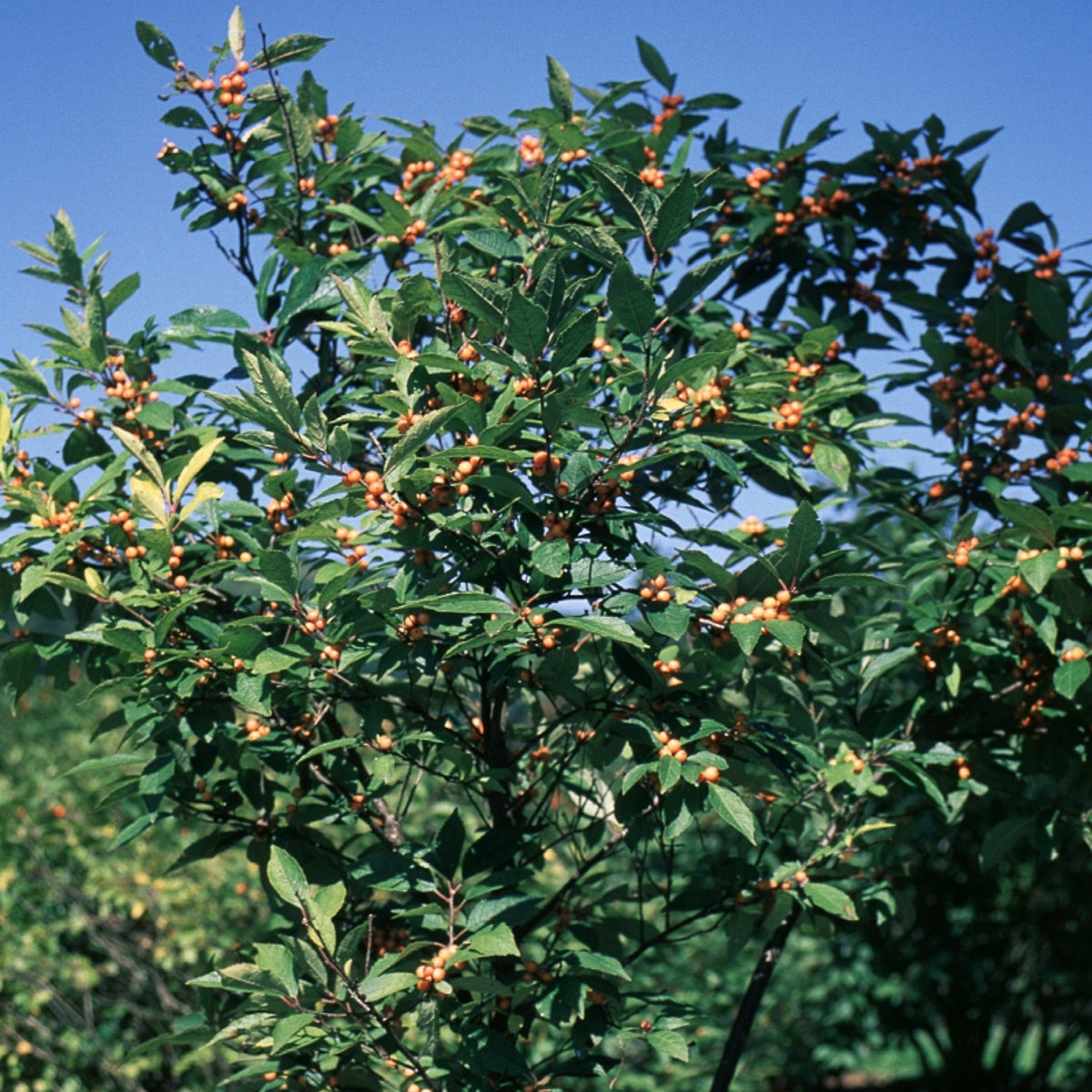 Ilex Verticillata Winter Gold Winterberry Holly | SiteOne