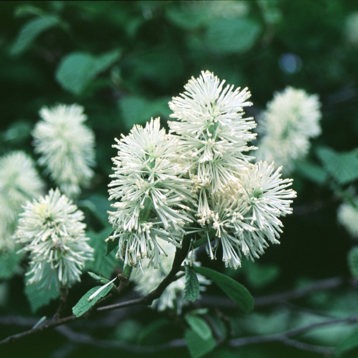 Fothergilla Major Large Fothergilla | SiteOne