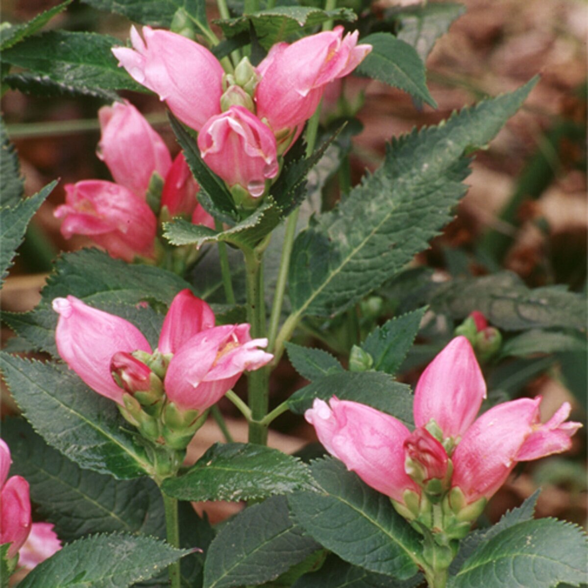 Chelone Lyonii Pink Turtlehead | SiteOne