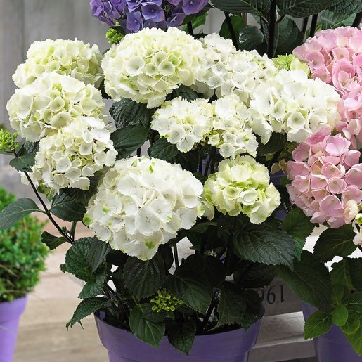 Hydrangea Macrophylla Onyx Zebra Big Leaf Hydrangea | SiteOne