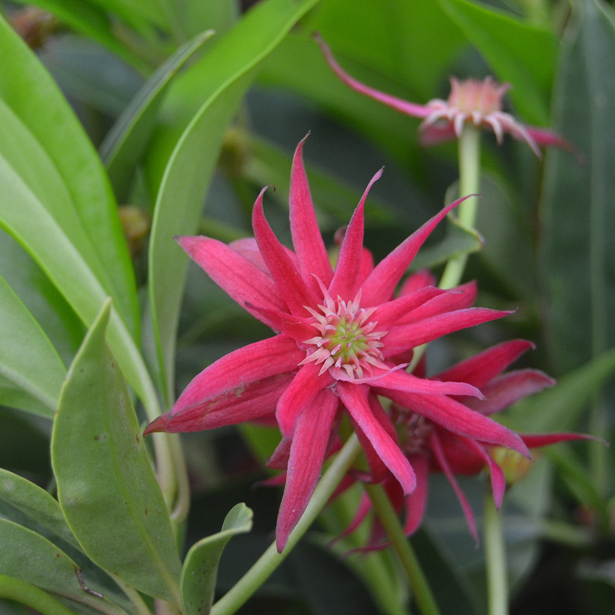 Illicium X Woodland Ruby Florida Anise | SiteOne