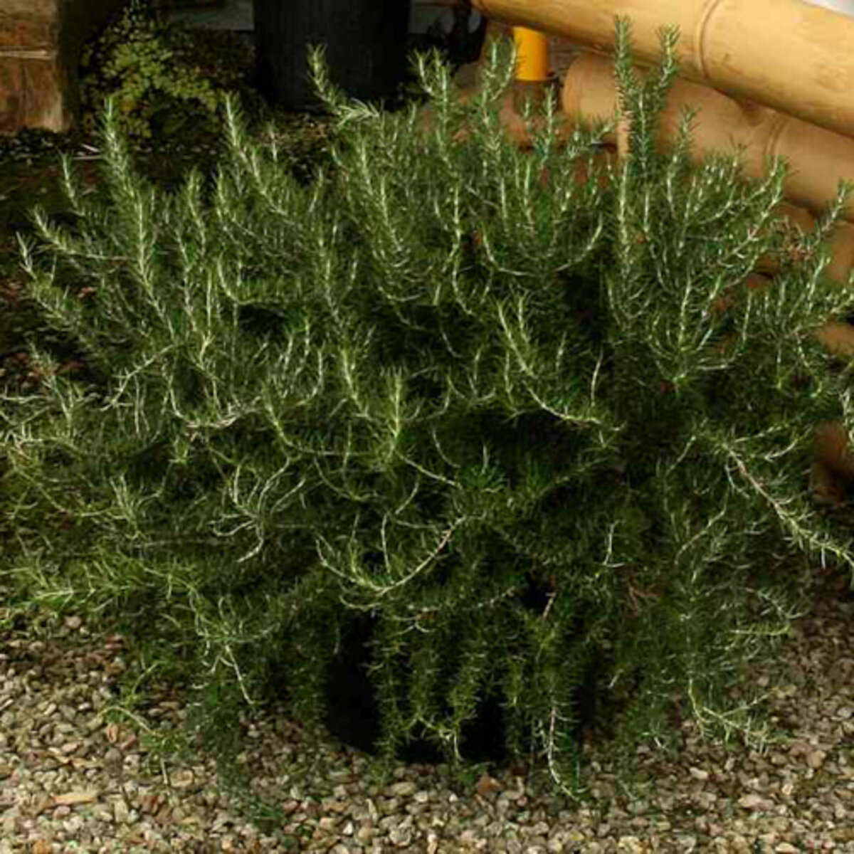 Rosmarinus Officinalis Roman Beauty Chefs Choice Rosema | SiteOne