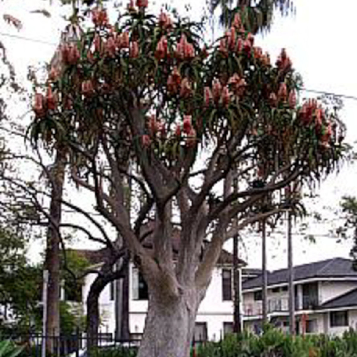 Aloe Barberae Tree Aloe | SiteOne