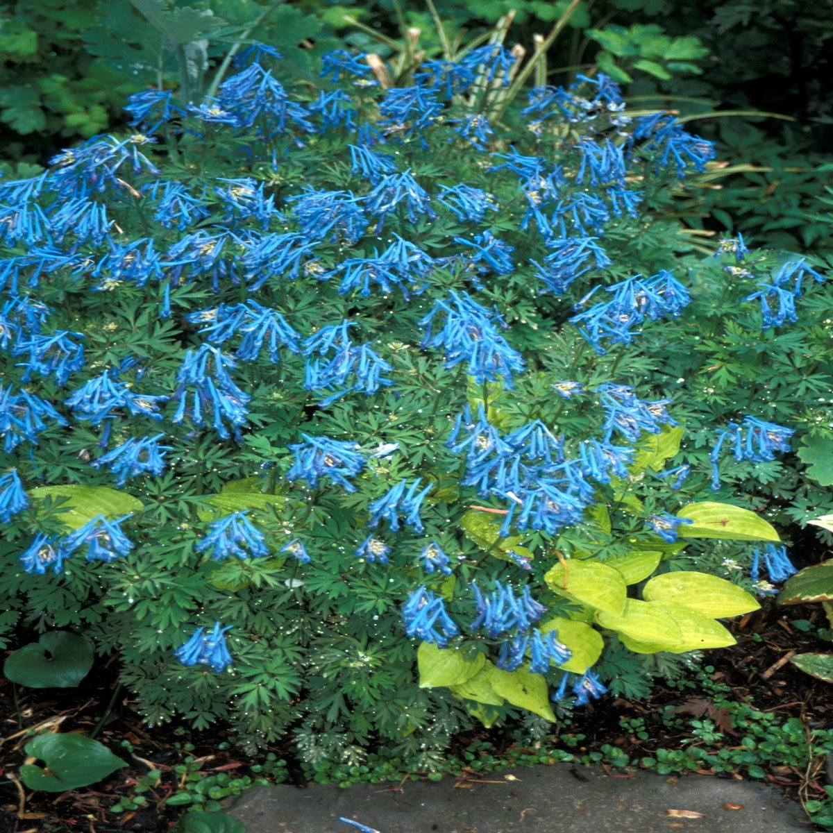 Corydalis Flexuosa Blue Panda Fumewort | SiteOne