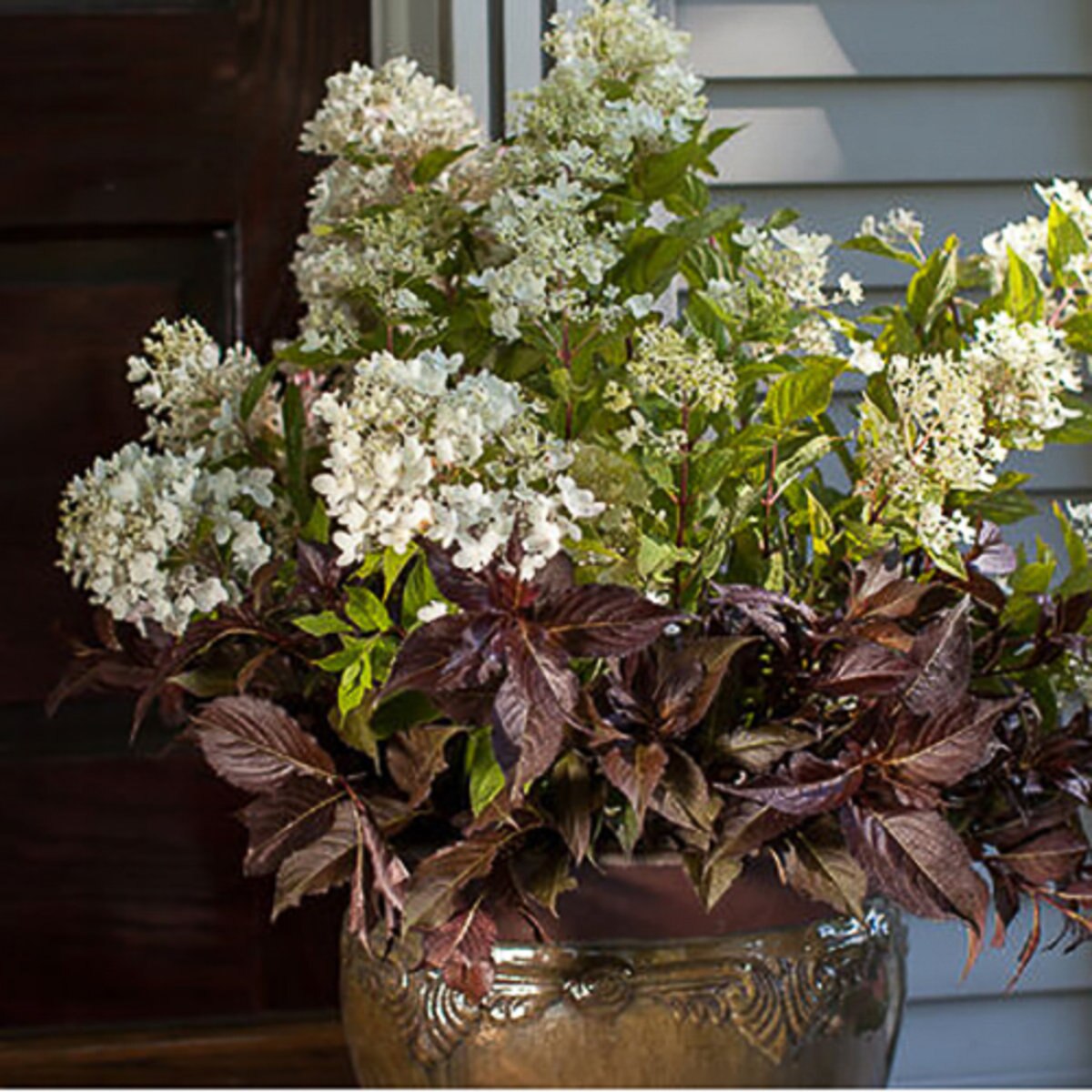 Hydrangea Paniculata Tickled Pink Panicle Hydrangea | SiteOne