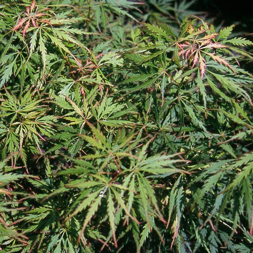 Acer Palmatum var. Dissectum Spring Delight Cutleaf Jap | SiteOne