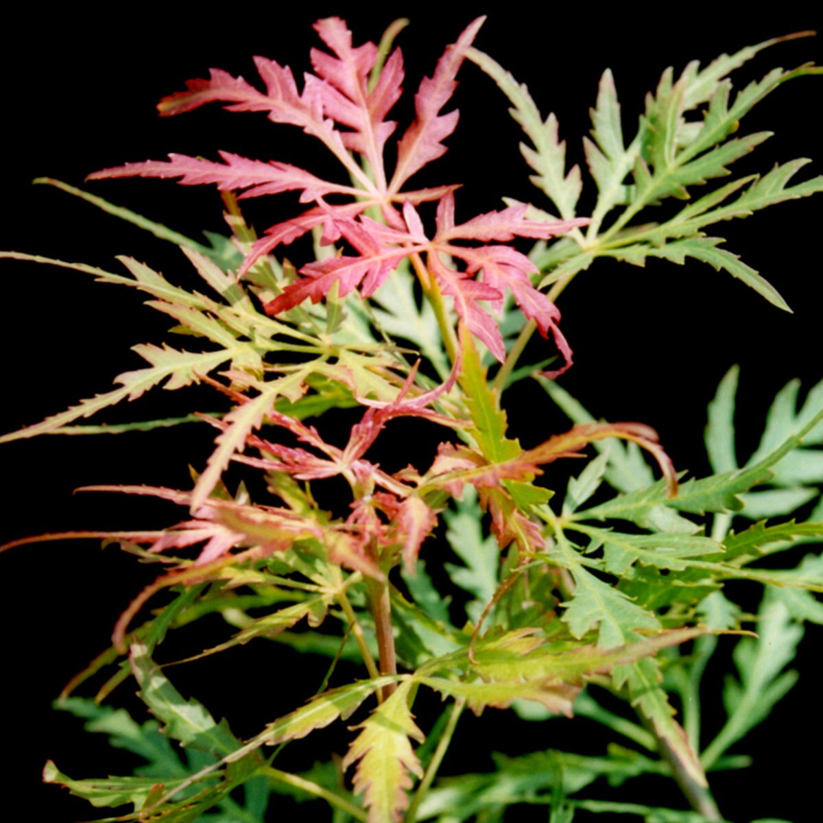 Acer Palmatum var. Dissectum Spring Delight Cutleaf Jap | SiteOne