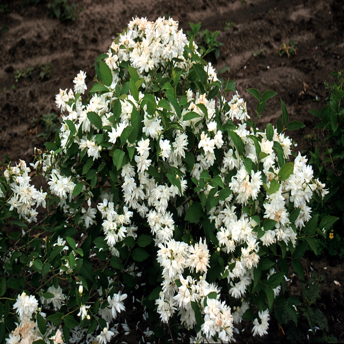 Philadelphus X Buckleys Quill Mock Orange | SiteOne