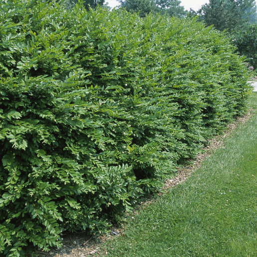 Ligustrum Obtusifolium var. Regelianum Border Privet | SiteOne