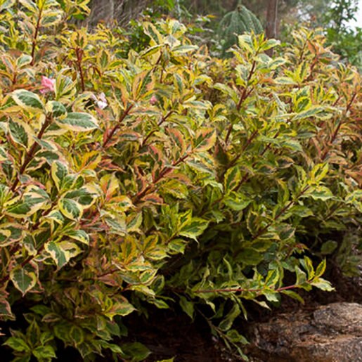Weigela Florida Rainbow Sensation Weigela Siteone