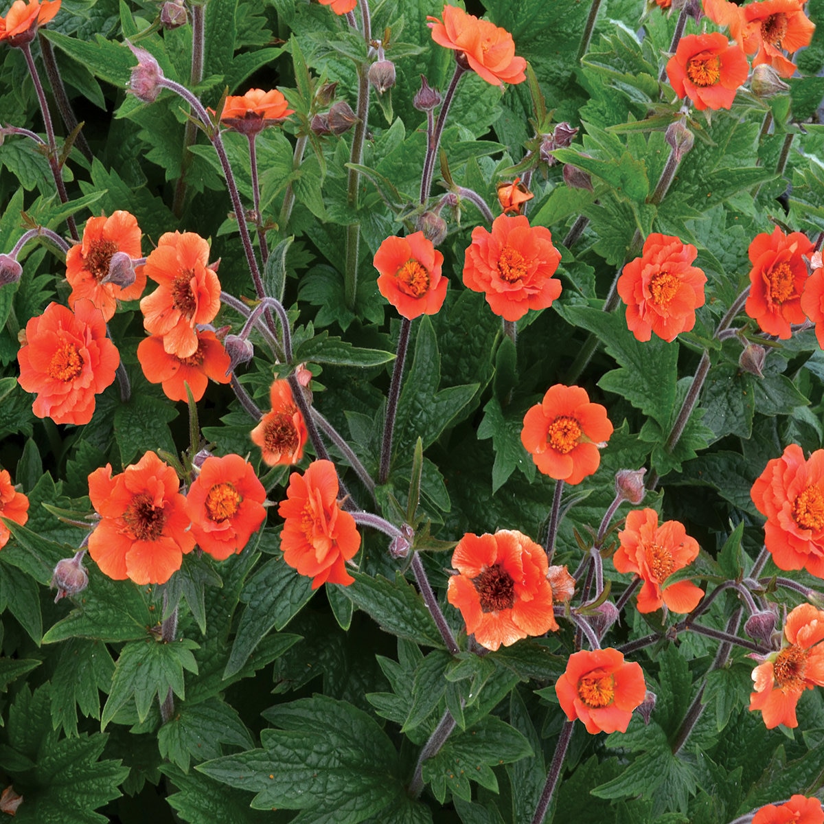 Geum X Rustico Orange Avens | SiteOne