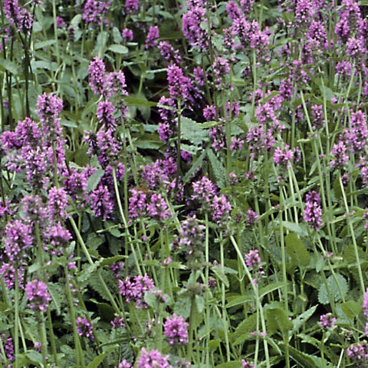Stachys Monieri Hummelo Betony | SiteOne