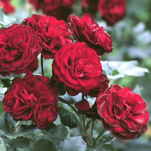 Rosa Floribunda Intrigue Rose | SiteOne