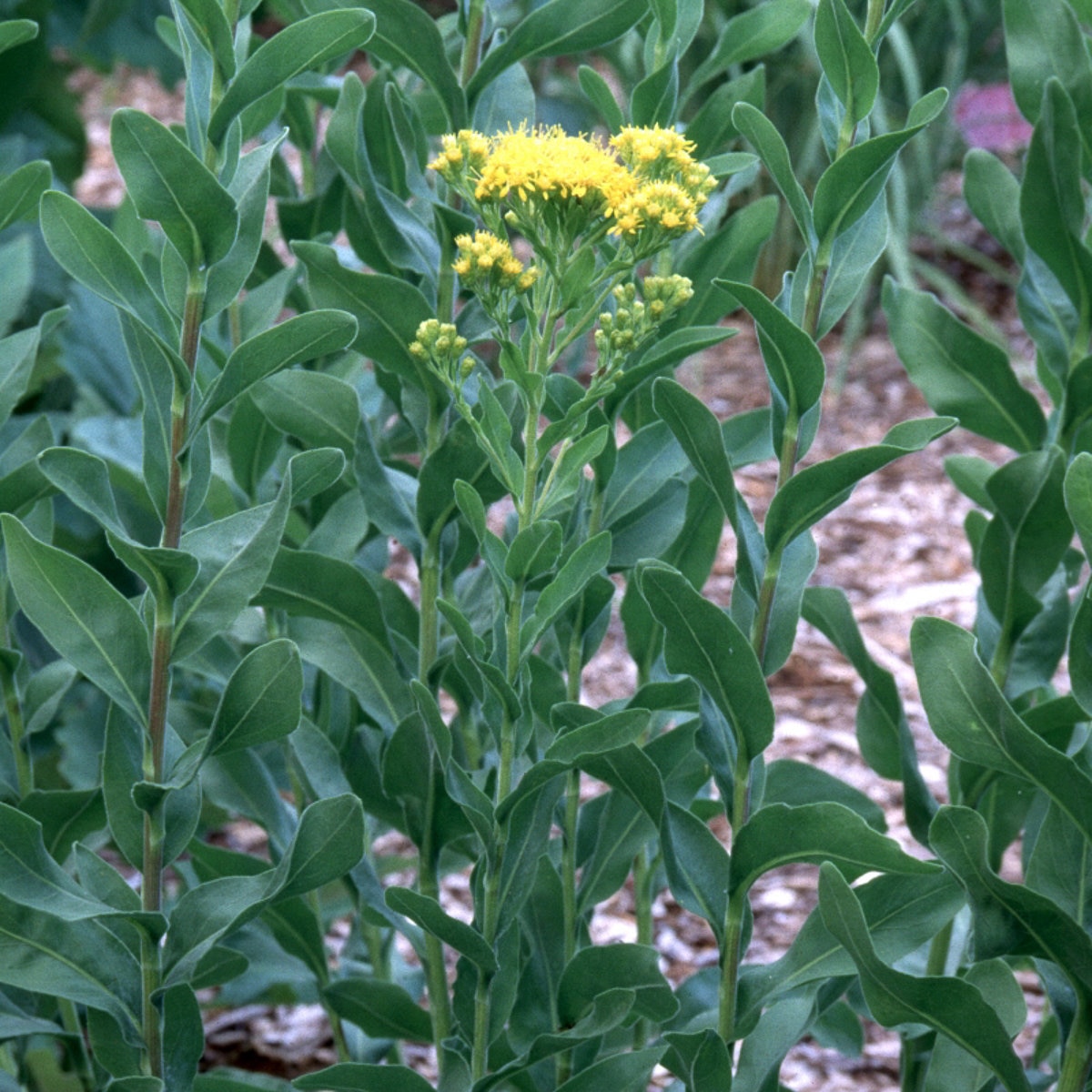 Solidago Rigida Goldenrod | SiteOne