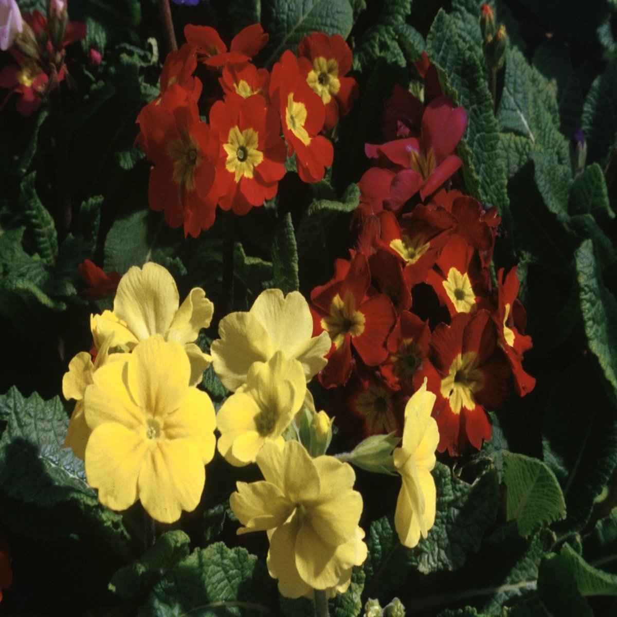 Primula Polyanthus Pacific Giant Primrose | SiteOne