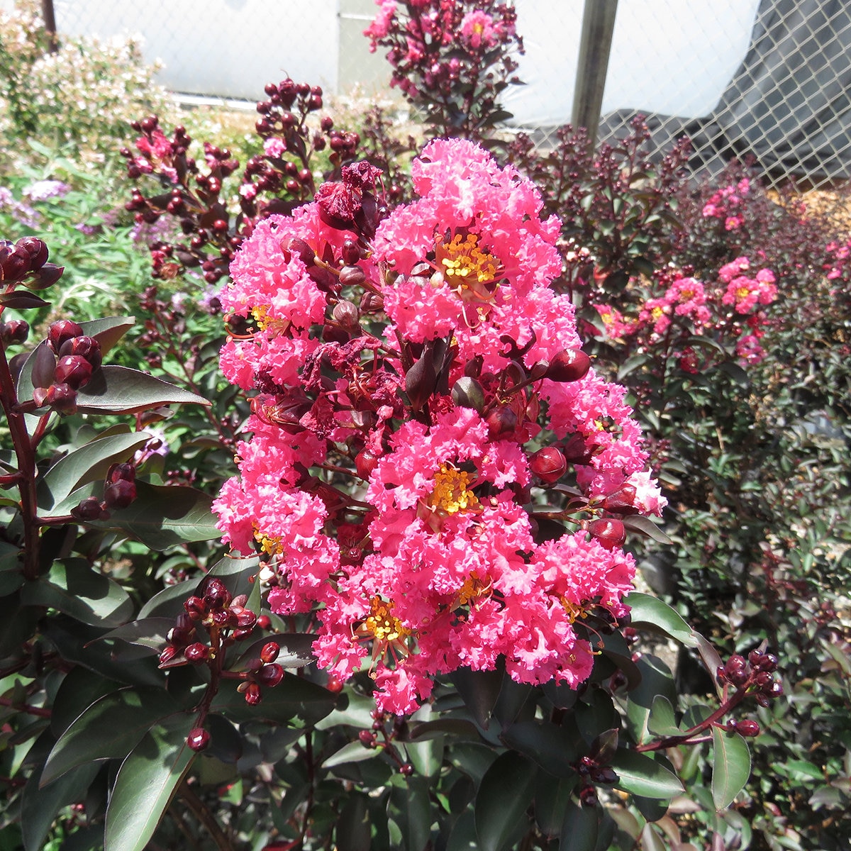Lagerstroemia Indica Double Dynamite Crape Myrtle | SiteOne