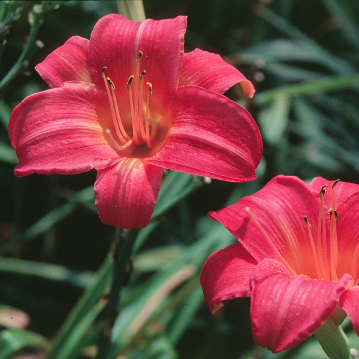 Hemerocallis X Cherry Cheeks Daylily | SiteOne