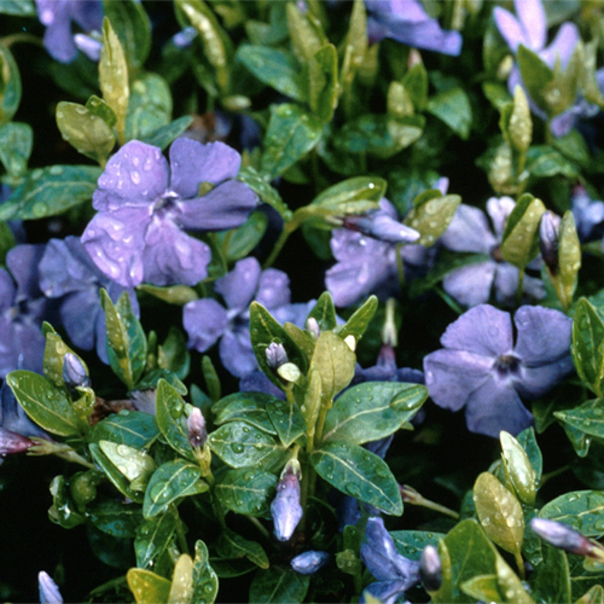 Vinca Minor Darts Blue Common Periwinkle | SiteOne