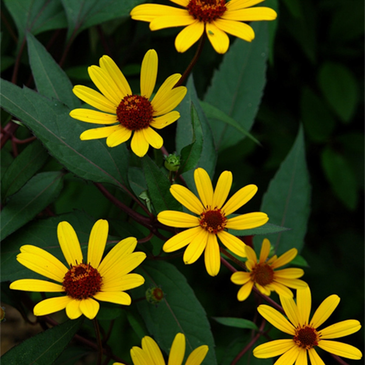 Heliopsis Helianthoides Summer Nights False Sunflower | SiteOne