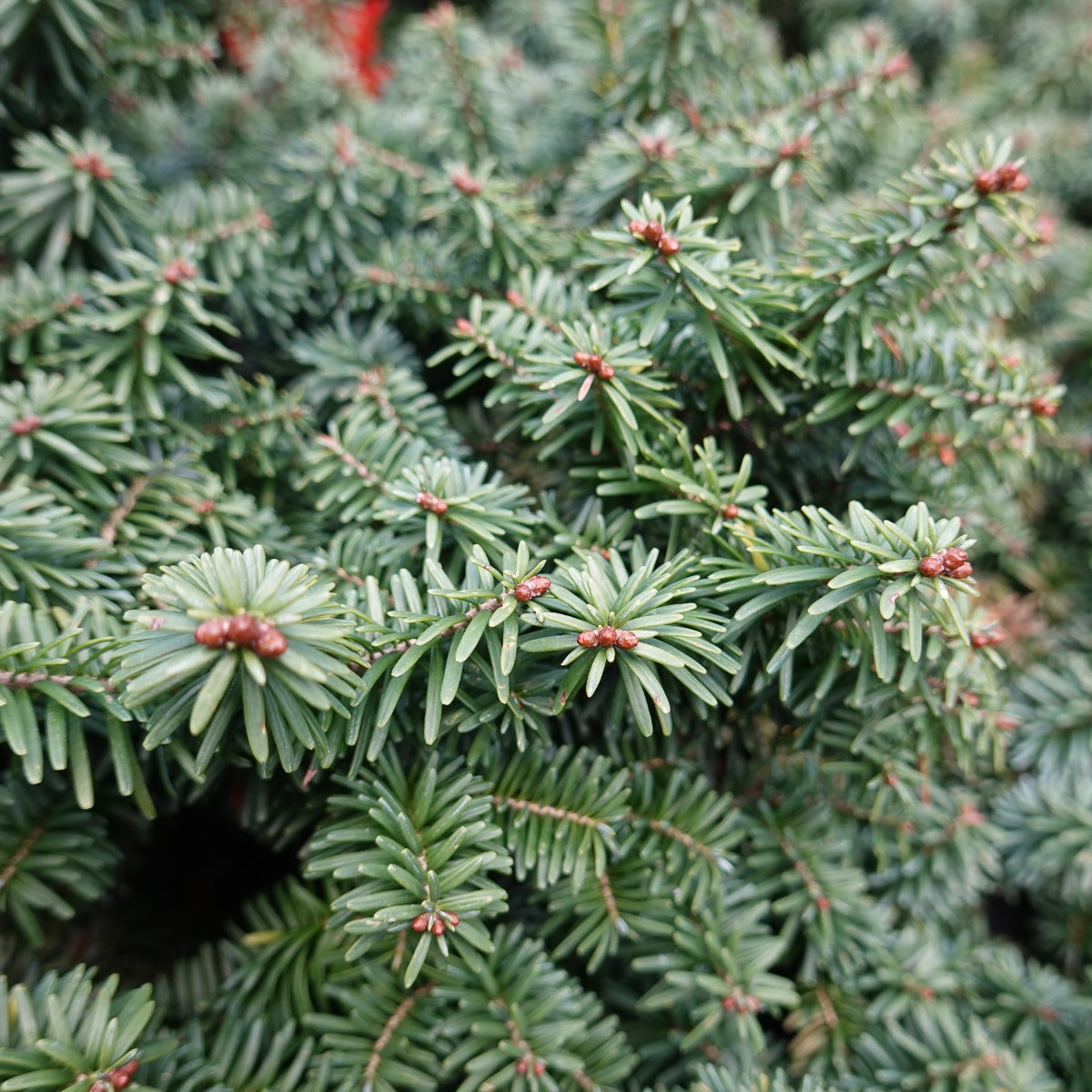 Abies Balsamea Nana Dwarf Balsam Fir | SiteOne