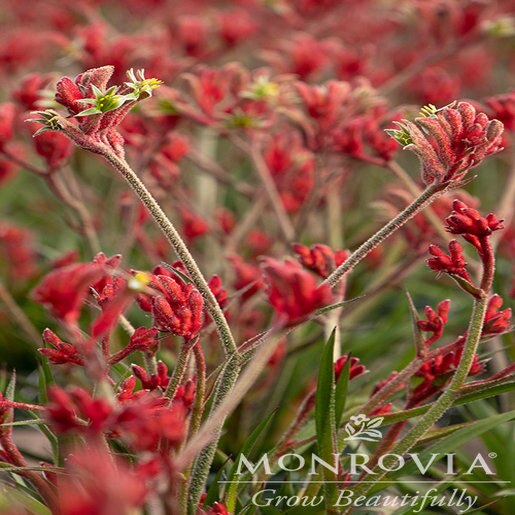 Anigozanthos X Kanga Kanga Red Kangaroo Paws | SiteOne