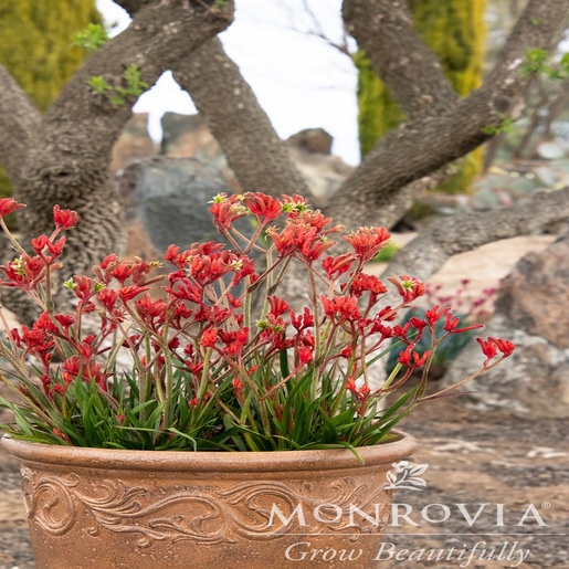 Anigozanthos X Kanga Kanga Red Kangaroo Paws | SiteOne