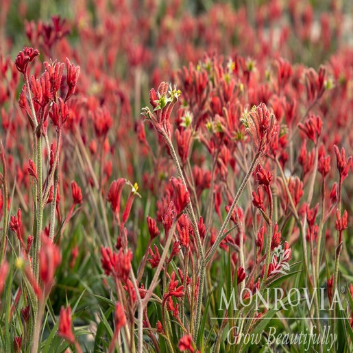 Anigozanthos X Kanga Kanga Red Kangaroo Paws | SiteOne