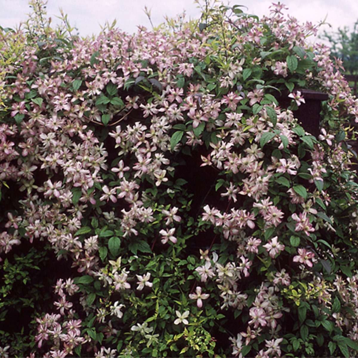 Clematis Armandii Apple Blossom