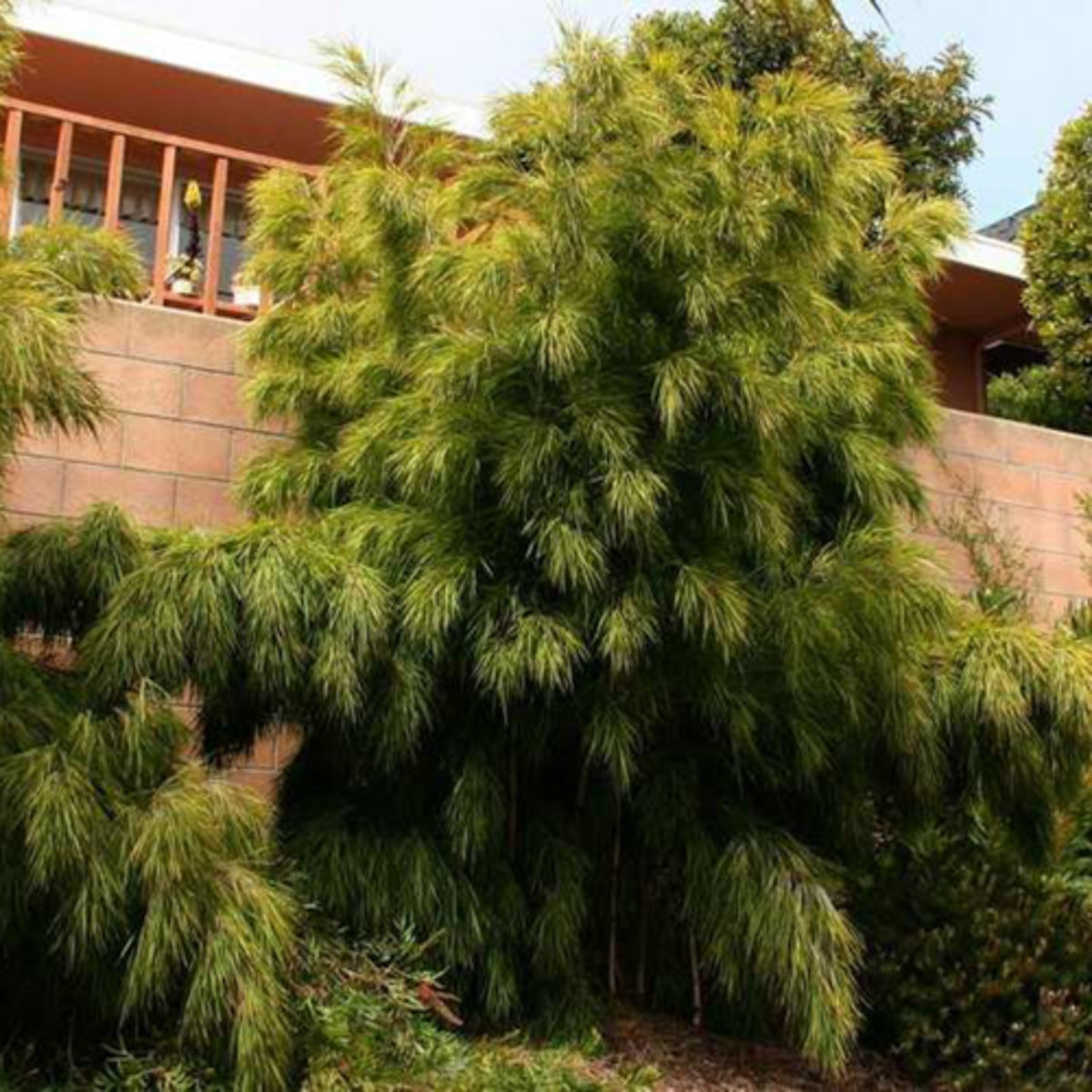 Otatea Acuminata Aztecorum Mexican Weeping Bamboo | SiteOne