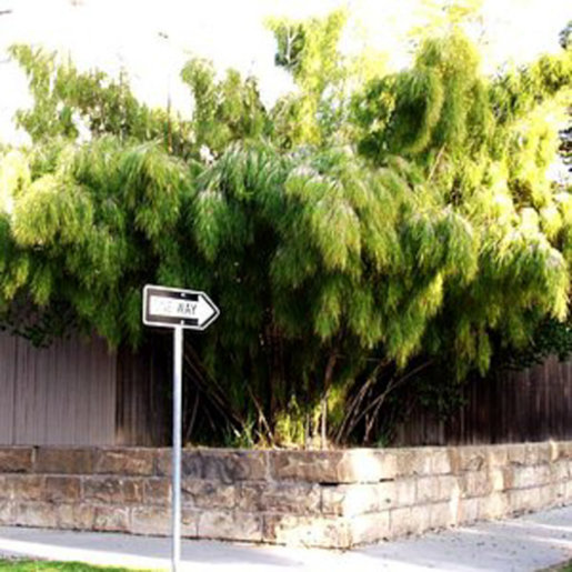 Otatea Acuminata Aztecorum Mexican Weeping Bamboo | SiteOne