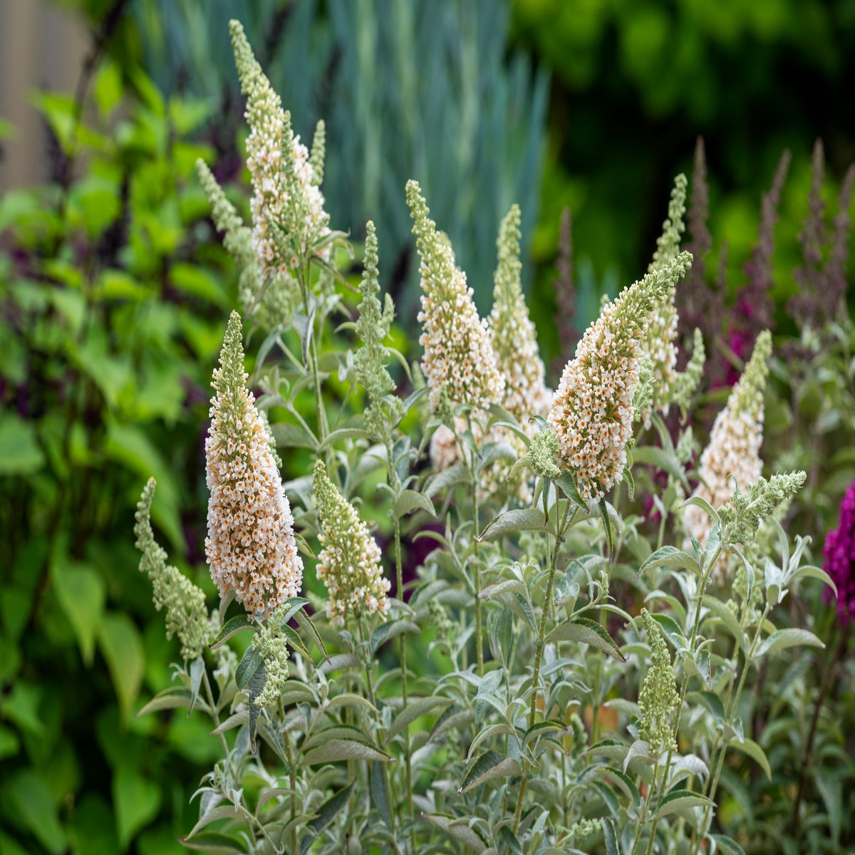 Buddleia Davidii Buzz Tobudivory Ivory Butterfly Bush | SiteOne