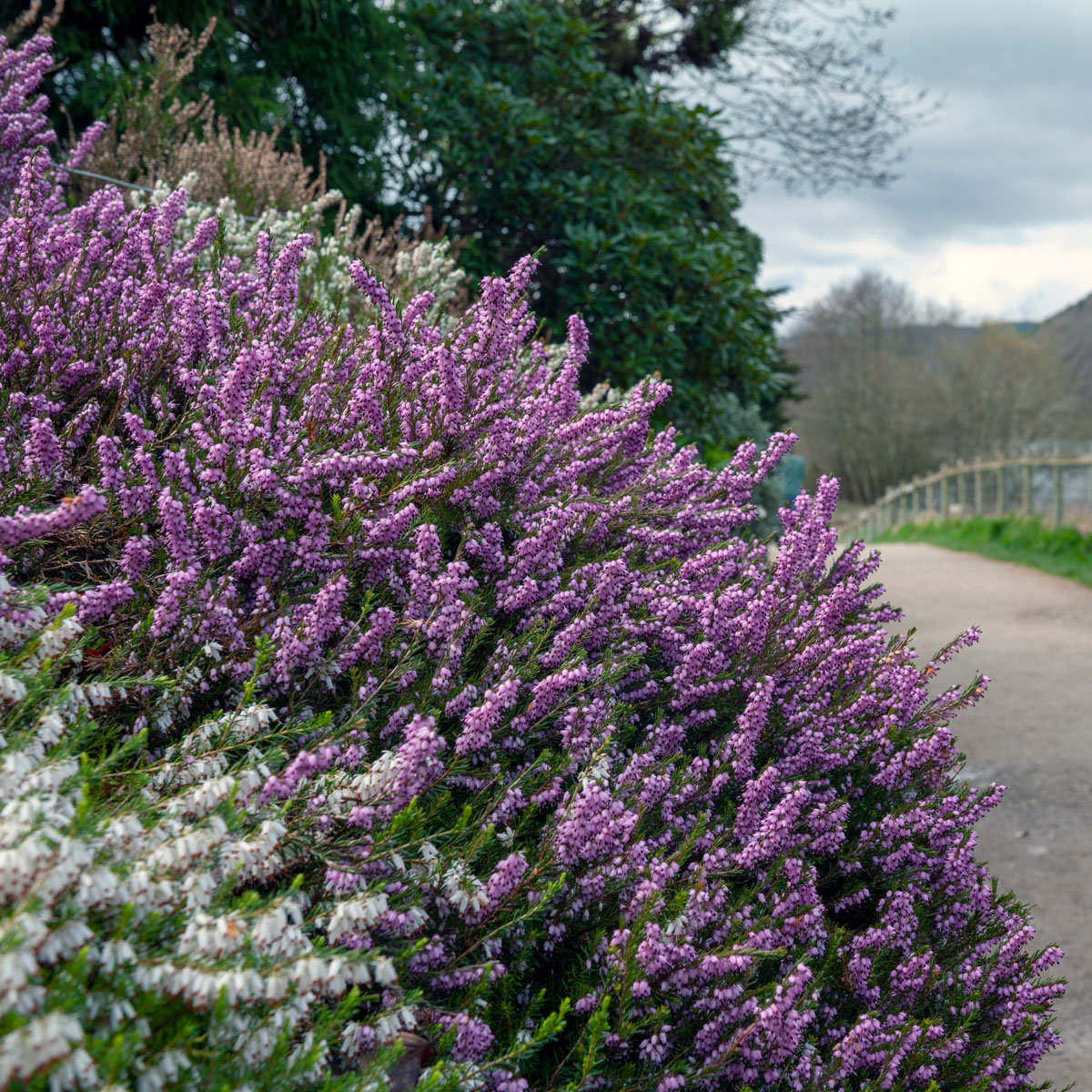 Erica X Darleyensis Furzey Winter Heather | SiteOne