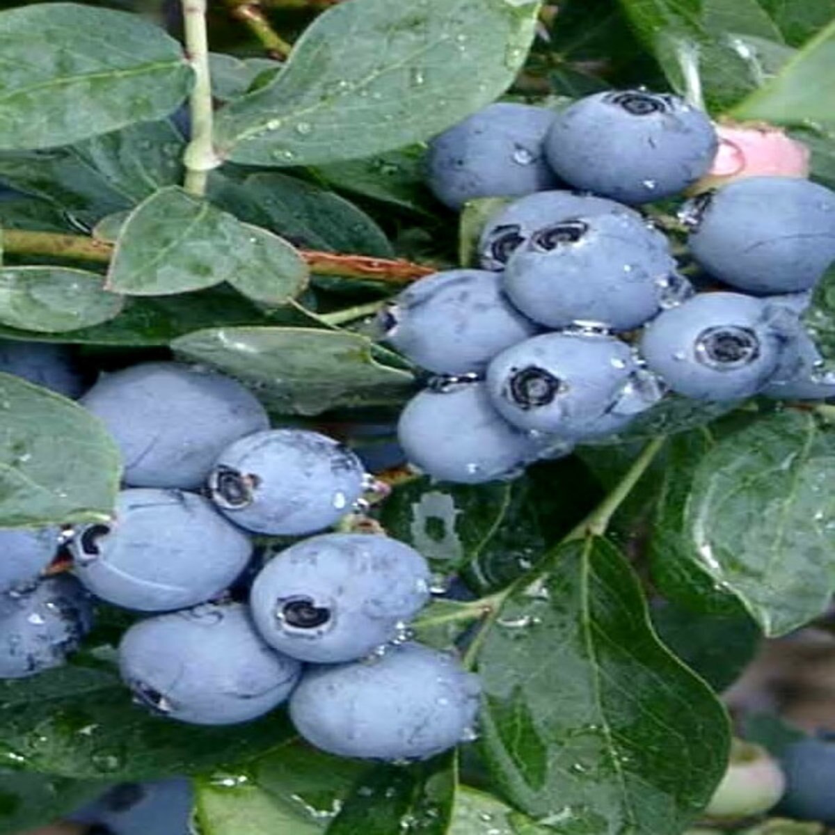 Vaccinium Ashei Becky Blue Rabbiteye Blueberry | SiteOne