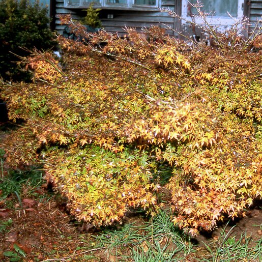 Acer Palmatum Murasaki Kiyohime Japanese Maple | SiteOne