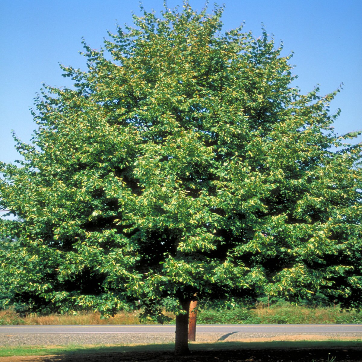 Tilia Cordata Greenspire Little Leaf Linden | SiteOne