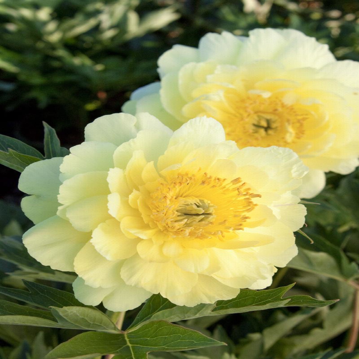 Paeonia X Yellow Doodle Dandy Yumi Peony | SiteOne