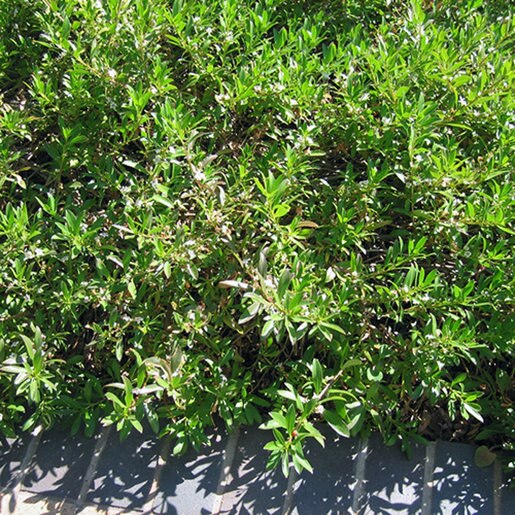 Myoporum Pacifica Myoporum | SiteOne