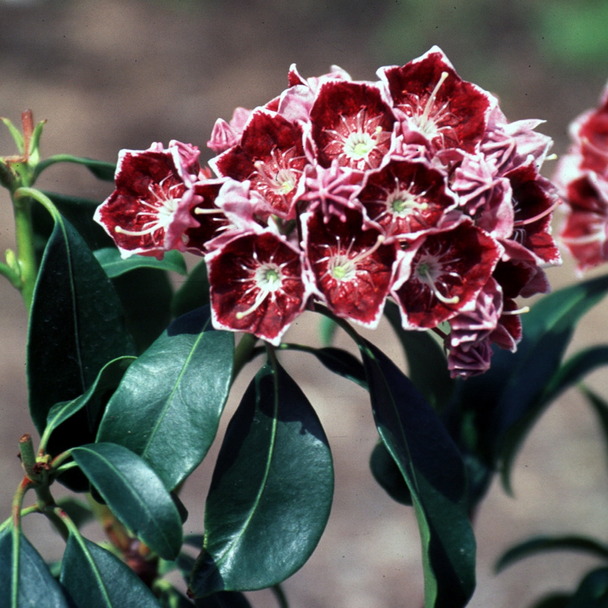 Kalmia Latifolia Keepsake Mountain Laurel | SiteOne