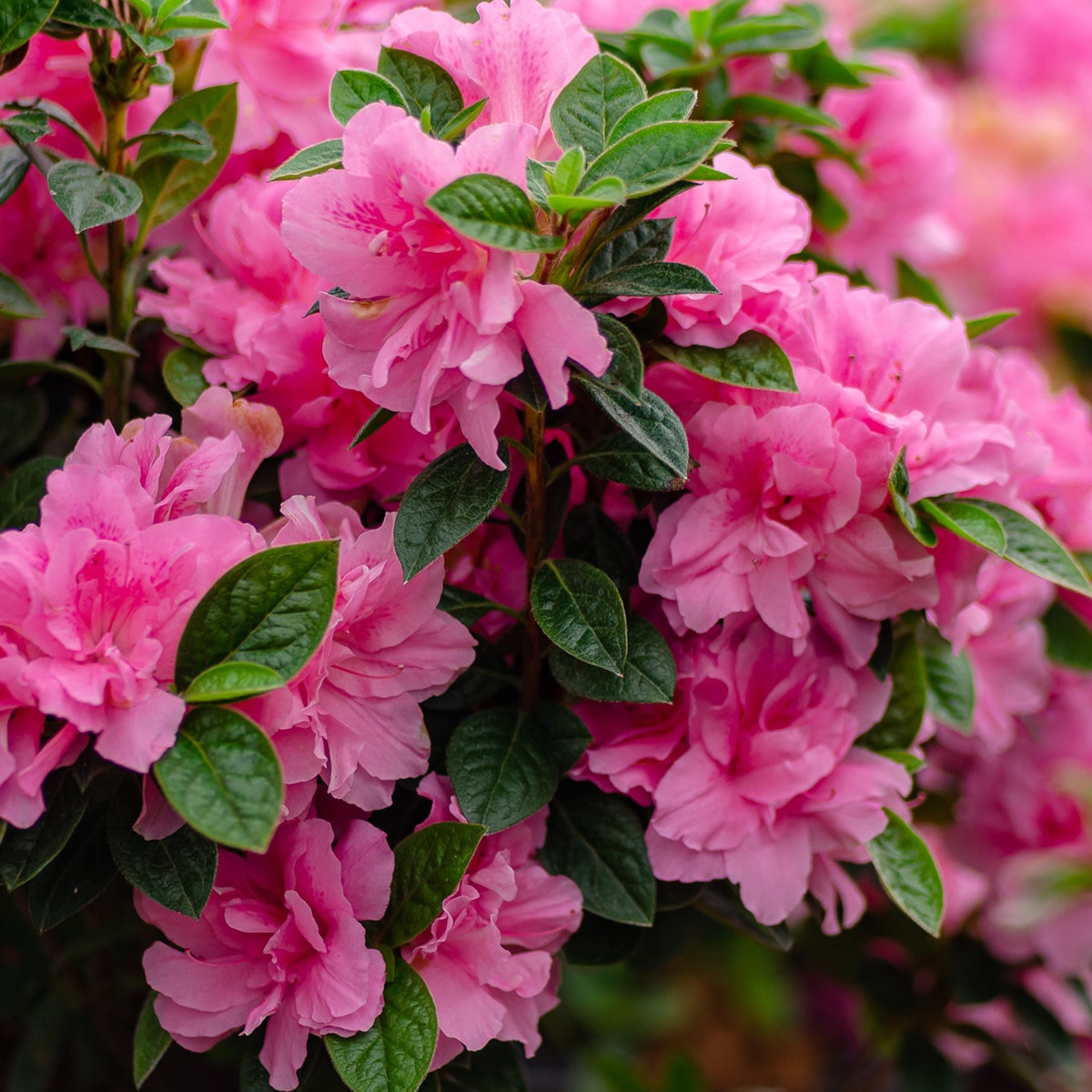 Rhododendron X Autumn Carnation Encore Azalea | SiteOne