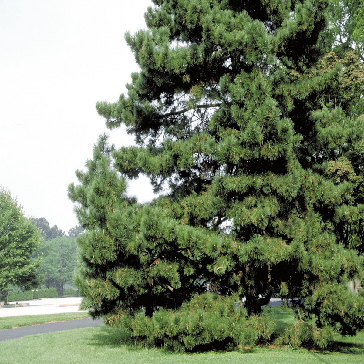 Pinus Nigra Austrian Pine | SiteOne