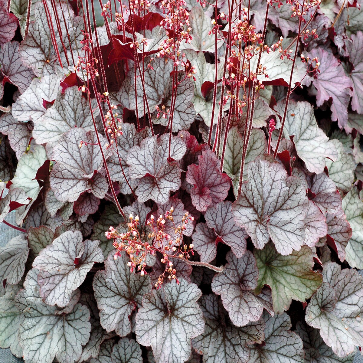 Heuchera X Northern Exposure Tnheunes Silver Coral Bell | SiteOne
