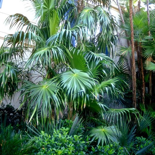 Thrinax Radiata Florida Thatch Palm | SiteOne