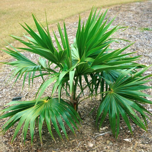 Thrinax Radiata Florida Thatch Palm | SiteOne