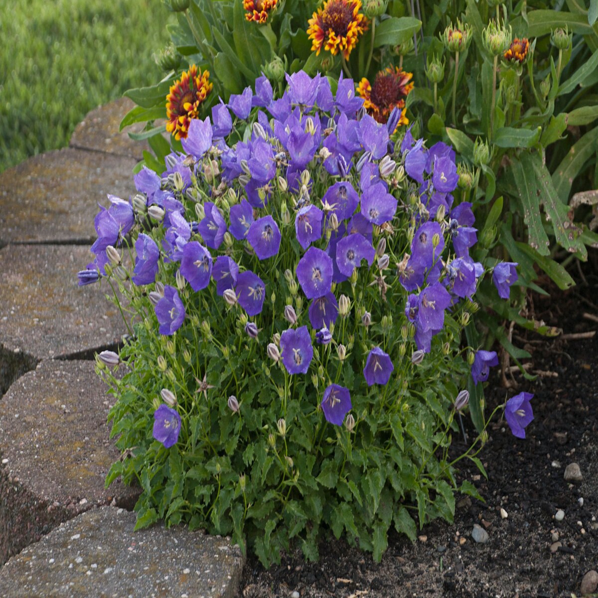 Campanula Carpatica Pearl Deep Blue Bellflower | SiteOne