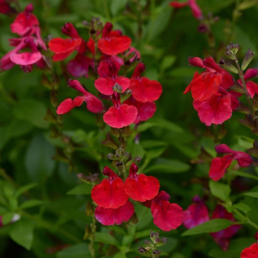 Salvia Greggii Mirage Cherry Red Portfolio Autumn Sage | SiteOne