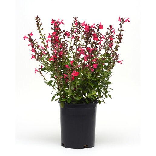 Salvia Greggi Mirage Hot Pink Portfolio Autumn Sage | SiteOne