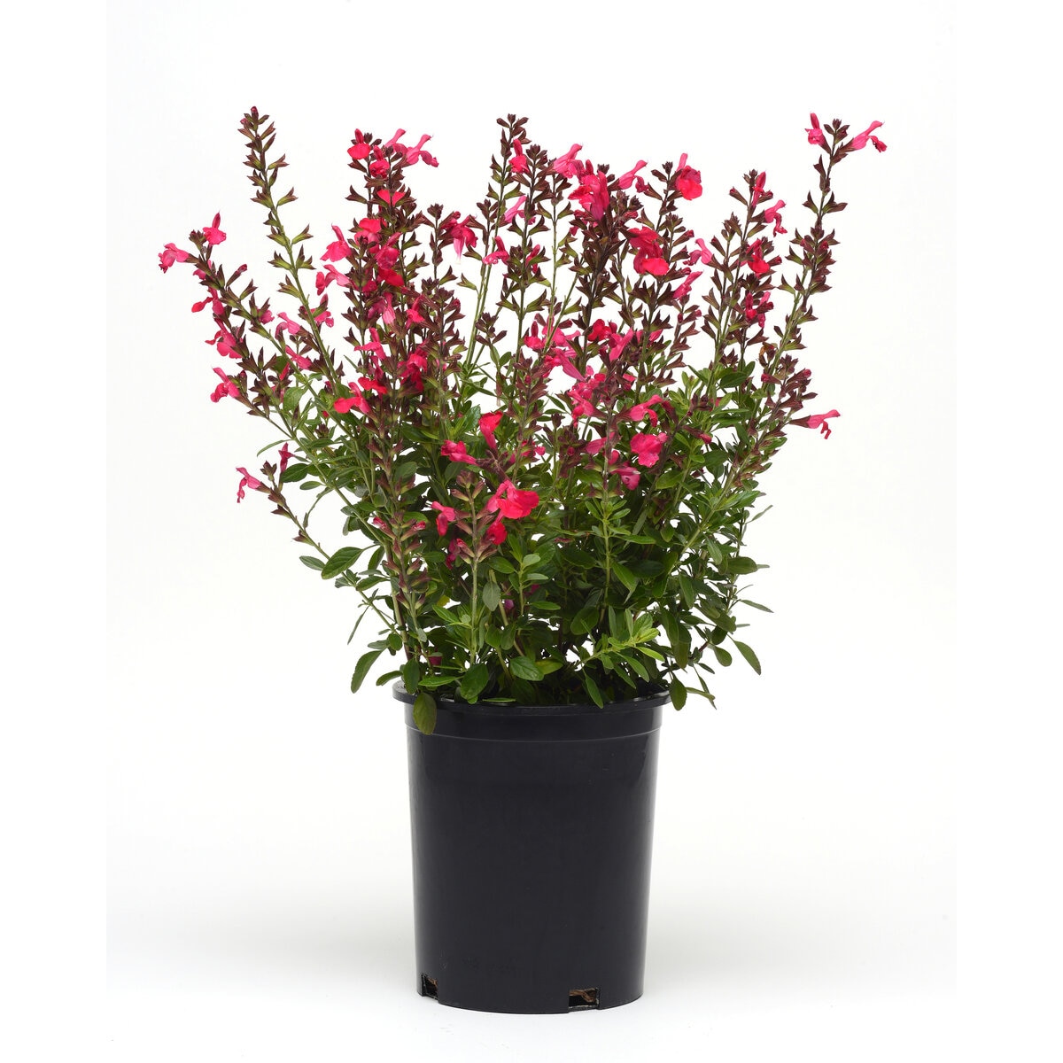 Salvia Greggi Mirage Hot Pink Portfolio Autumn Sage | SiteOne