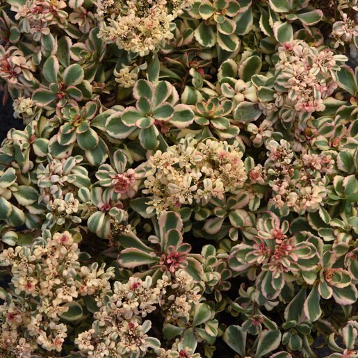 Sedum Spurium What a Doozie Portfolio Variegated Stonec | SiteOne