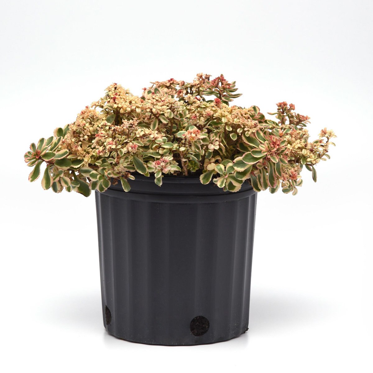 Sedum Spurium What a Doozie Portfolio Variegated Stonec | SiteOne
